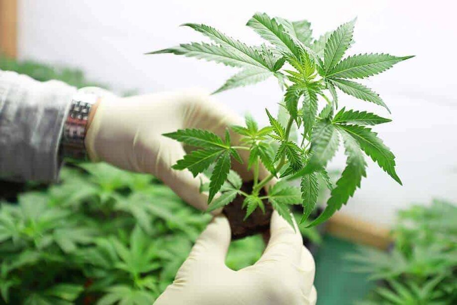Best fertilizer for cannabis store